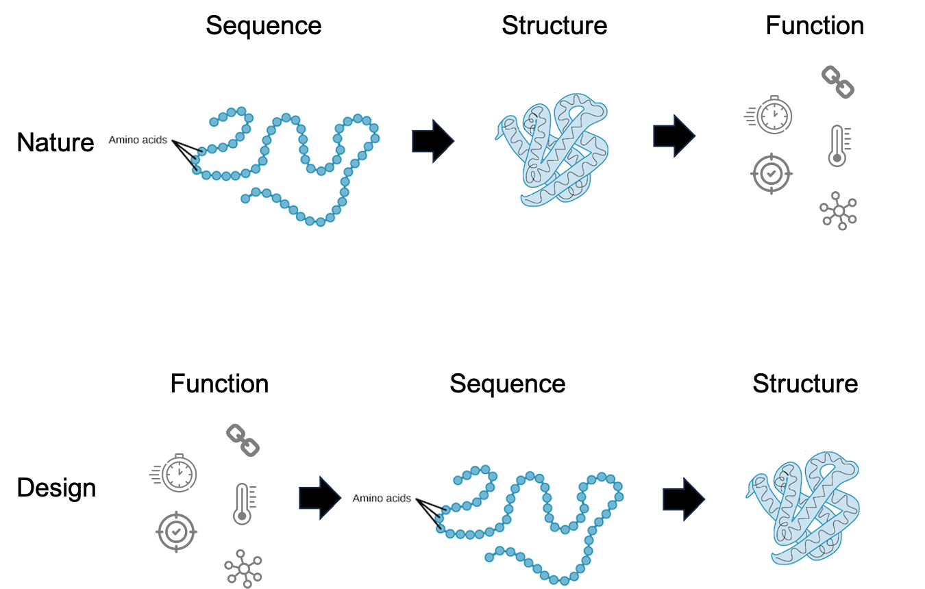 How AI protein structure prediction accelerates protein design – 310 ... How AI protein structure prediction accelerates protein design – 310 ...